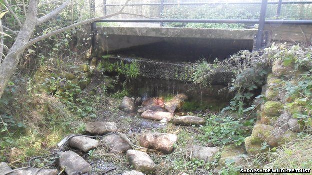 Tracing the hidden River Sherbourne under Coventry - BBC News