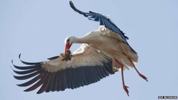 Thrigby Hall nesting storks may end 600-year wait - BBC News