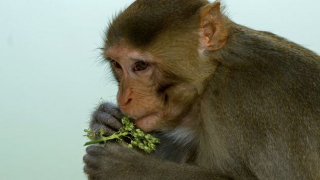 Dieting monkeys offer hope for long life - BBC News
