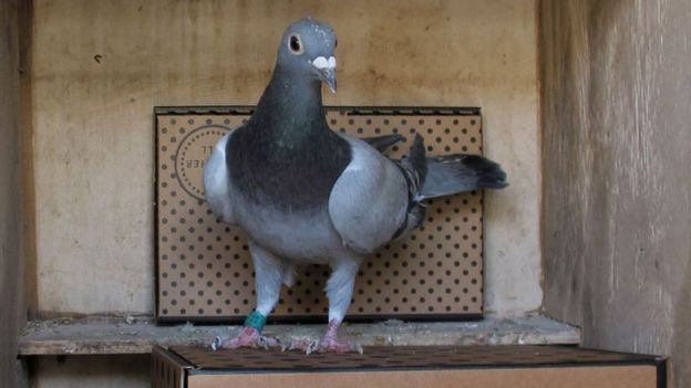Pictures: Business using pigeons to deliver mail - BBC Newsround