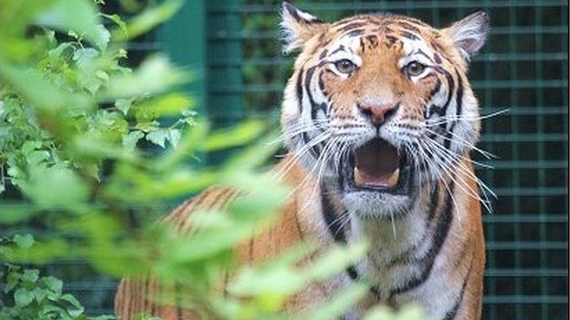 French police seize 10 tigers after mistreatment complaint - BBC News