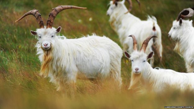 Pictures: The Great Orme goat count - BBC Newsround