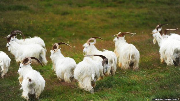 Pictures: The Great Orme goat count - BBC Newsround