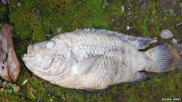 Dead fish found blocking Shropshire sewers - BBC News