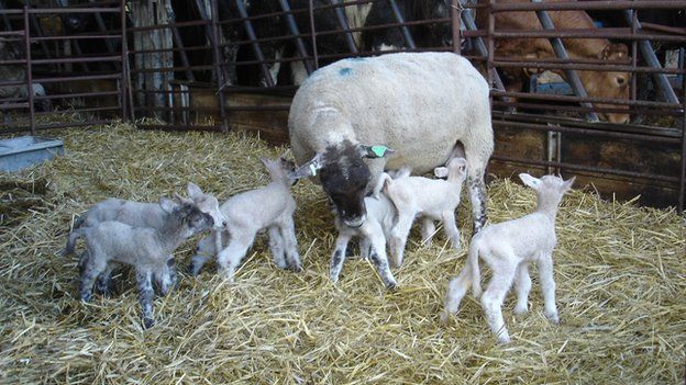 Sheep at Toller Porcorum farm gives birth to sextuplets - BBC News