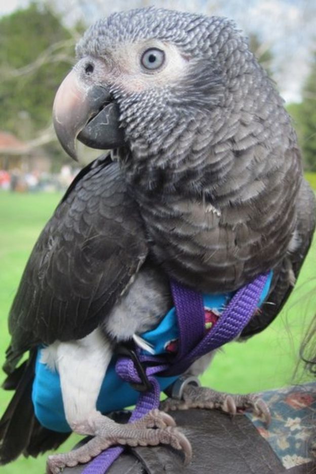 Pet parrot Wunsy saves owner from park attack in London - BBC News