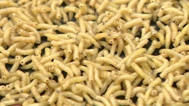How maggots can lower Kenyan hospital bills - BBC News