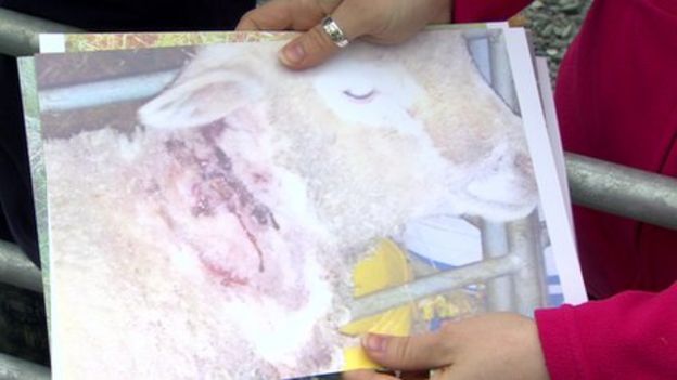 'Horrific' sheep attacks almost double in Northern Ireland - BBC News