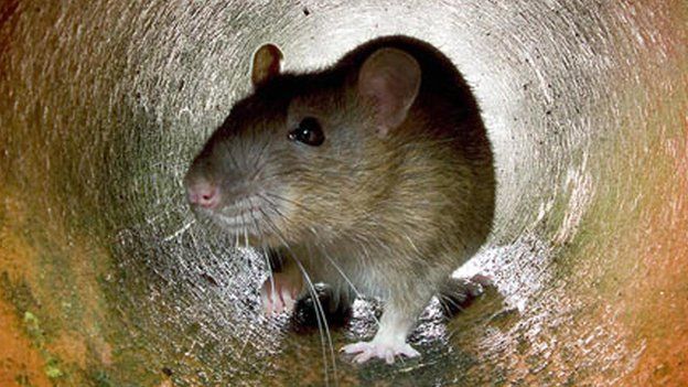 'Hog-nosed rat' discovered in Indonesian jungle - BBC Newsround