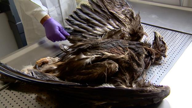 Rise in discovery of dead raptors in the Highlands - BBC News