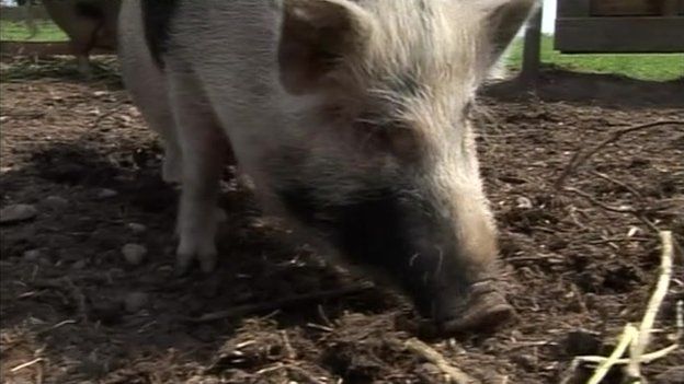 Derby council house pig 'underfed' at rescue centre - BBC News
