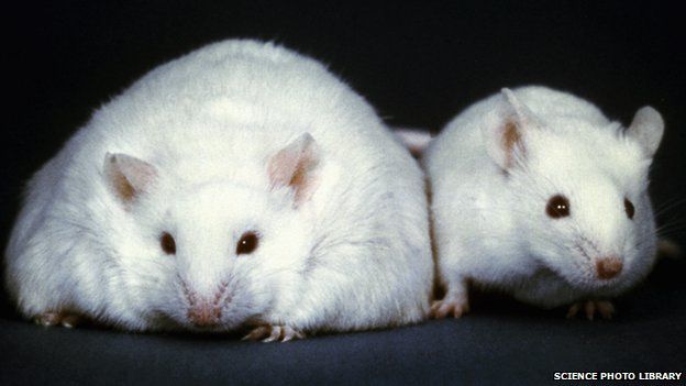 Weight loss: Is the secret in your bacteria? - BBC News