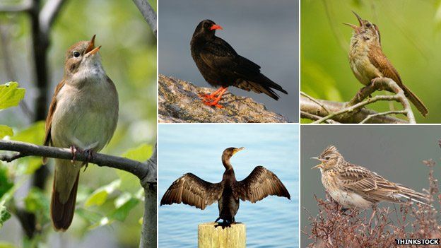 The birds of Shakespeare cause US trouble - BBC News