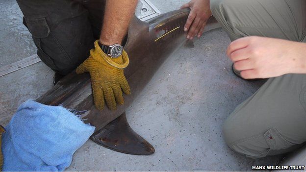 Isle of Man shark conservation volunteer appeal - BBC News