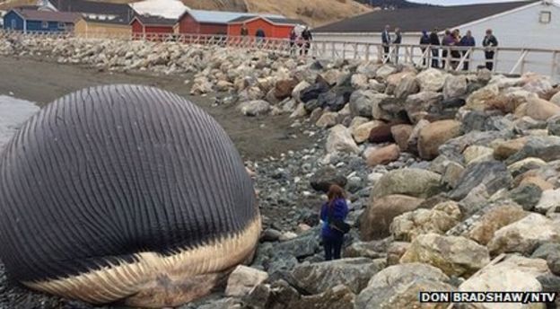 Washed up whale could explode - BBC Newsround