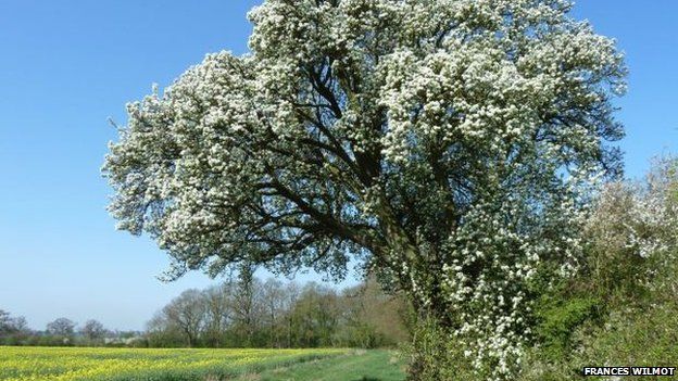 DNA taken of ancient HS2 route tree - BBC News