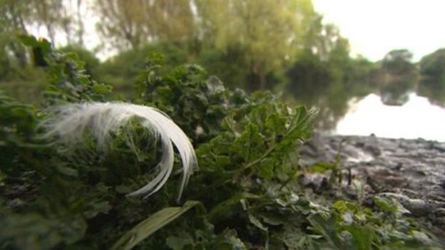More swans missing from Mount Farm Lake, Milton Keynes - BBC News