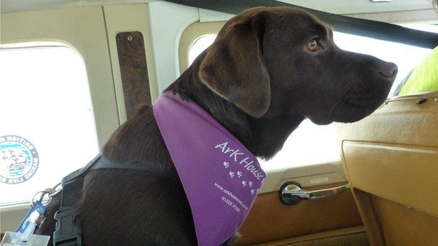 Leighton Buzzard flying dog gets 'crew card' - BBC News