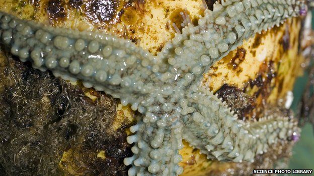 Ocean medicine hunt: A Wild West beneath the waves? - BBC News