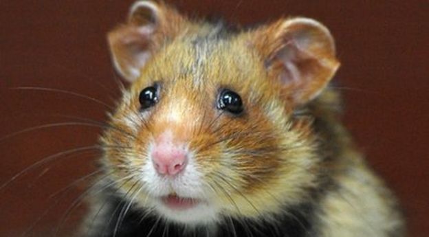 France launches action plan to protect wild hamster - BBC Newsround