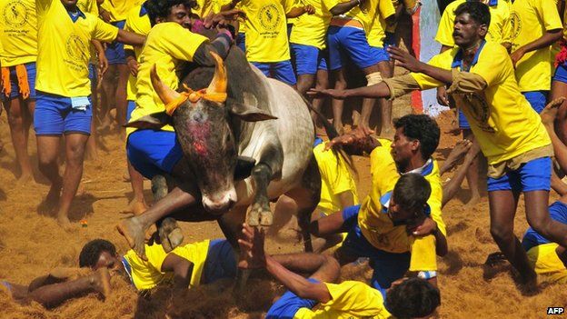 India court bans jallikattu bull fighting festival in Tamil Nadu - BBC News