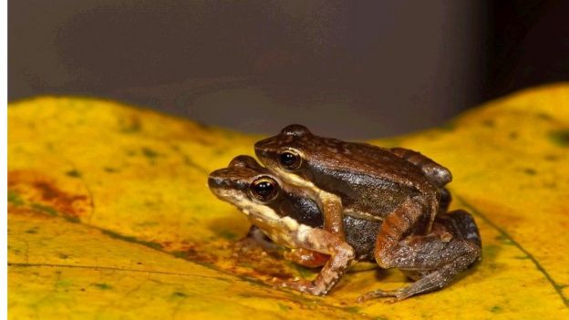 New fanged frog 'gives birth to tadpoles' - BBC News