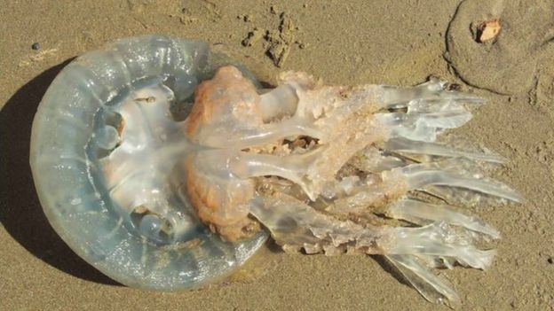 Forecast possible for Irukandji box jellyfish blooms - BBC News