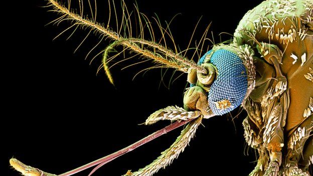 Brazil 2014: World Cup dengue fever risk predicted - BBC News