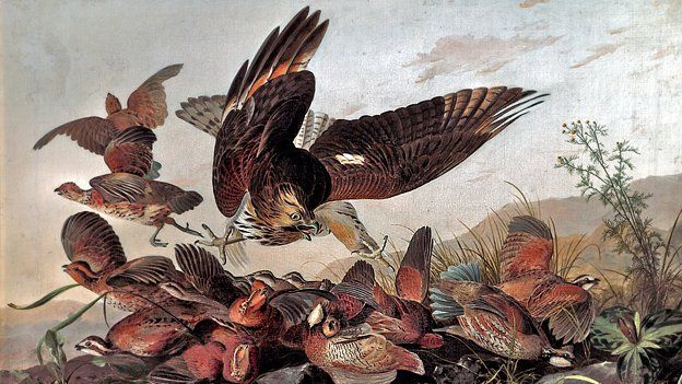 The Wonder of Birds: Norwich Castle showcases Holbein portrait - BBC News