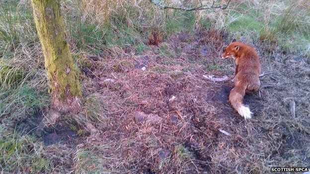 Fox put down after illegal trapping - BBC News