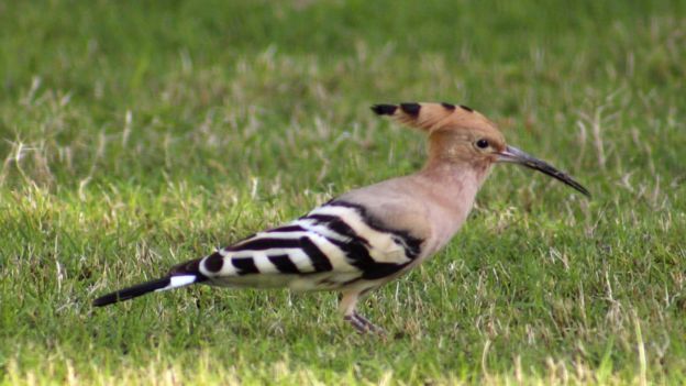 Hoopoe spotted near Ipswich likely to be confused - BTO - BBC News