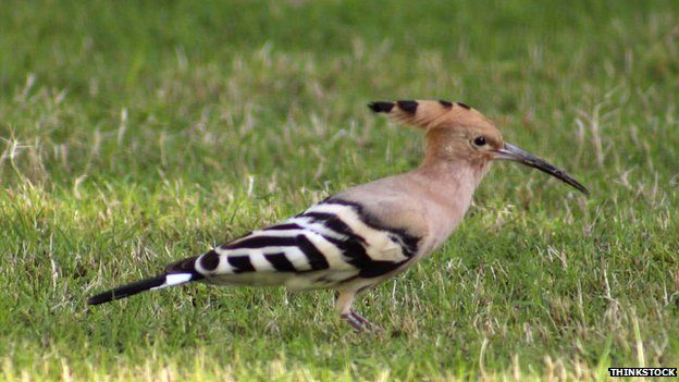 Hoopoe 'thinks Innerleithen is the south of France' - BBC News