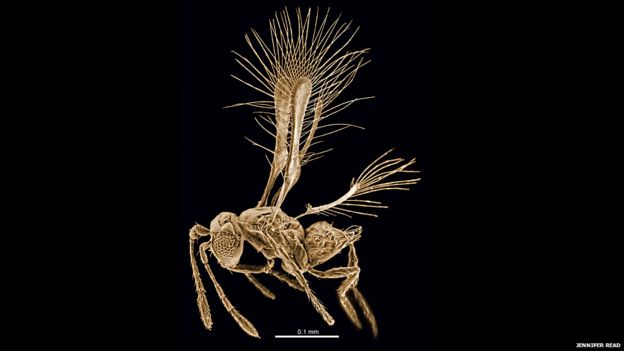 Snail, gecko and carnivore in 'top 10 new species' 2014 - BBC News