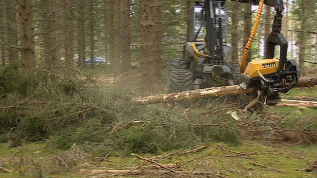 Scotland's timber industry warns of forest slump - BBC News