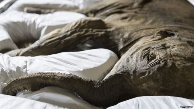 Meet Lyuba, the world's best preserved mammoth - BBC Newsround