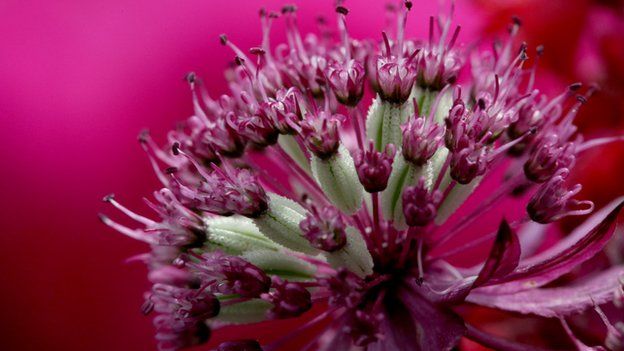 Chelsea Flower Show to celebrate Windrush generation - BBC Newsround