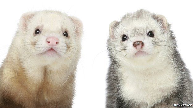 New York City votes to keep ferret ban - BBC News