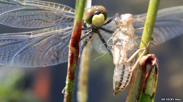White-faced darter dragonfly reintroduced to Cheshire - BBC News