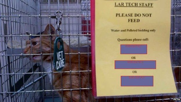 University College London criticised over cat testing - BBC News