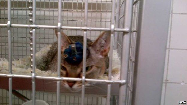 Animal Testing On Cats