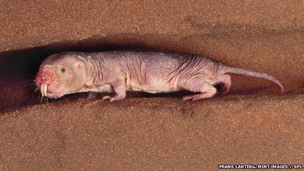 Cancer-resistant blind mole rat gets genome sequence - BBC News