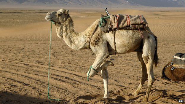 Camel infection 'led to Mers death' - BBC News