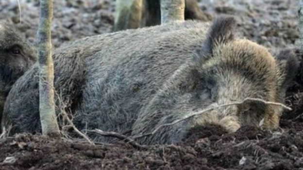 'Lack of resources' to cull 400 Forest of Dean boar - BBC News