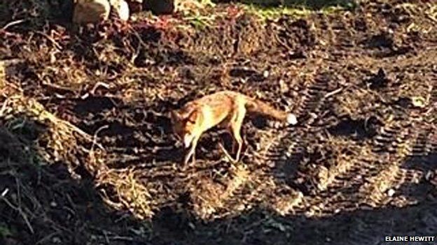 Fox behind Leeds footwear theft crimewave - BBC News