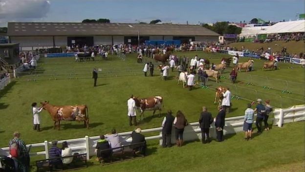 Crowds gather for the 2014 Royal Cornwall Show - BBC News