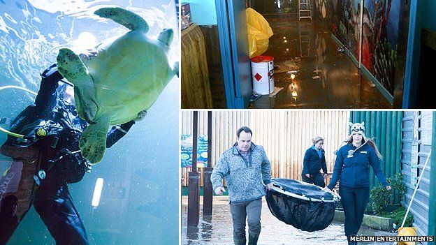 Hunstanton Sea Life Sanctuary to reopen in October after surge damage ...