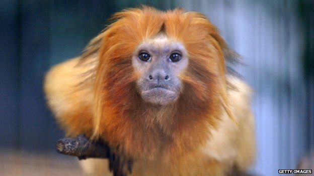 Pet Tamarin
