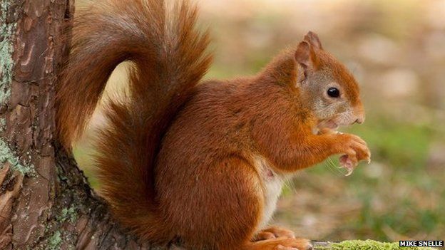 Red squirrel officer Becky Hulme appointed to mid Wales - BBC News