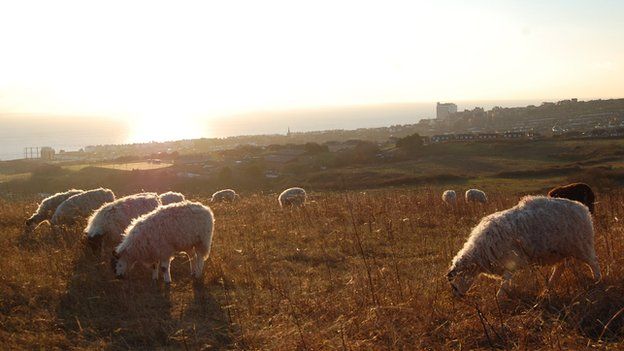 'Biosphere' recognition for Brighton and Lewes Downs from Unesco - BBC News