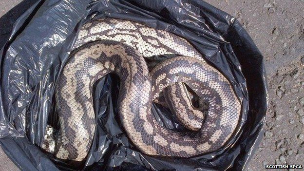 Scottish SPCA appeal over 8ft dead snake found in Airdrie - BBC News